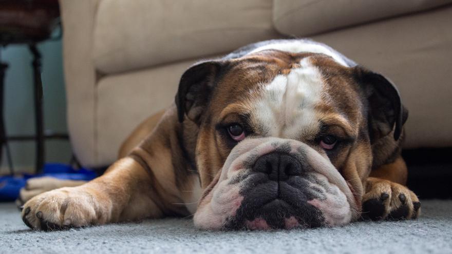 MASCOTAS: Conoce las cinco razas de perros más tranquilas