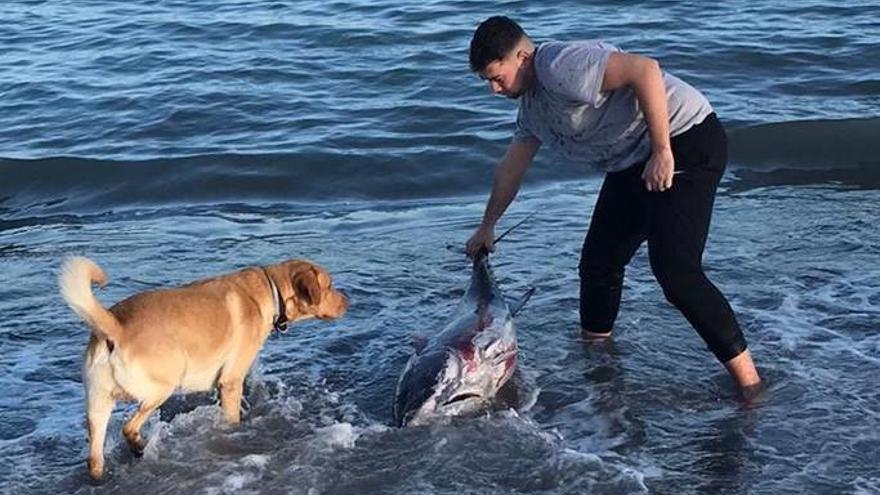 ¿De dónde vienen los atunes muertos aparecidos en Castellón?
