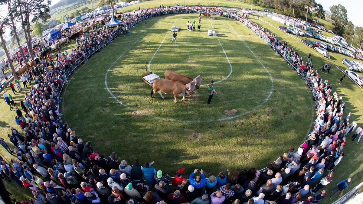 El concurso de arrastre de bueyes también vuelve por San Isidro: estos son todos los actos para ...