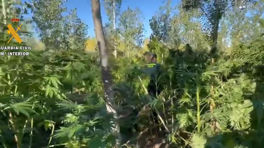La Guardia Civil interviene tres plantaciones de marihuana en Barbastro con más de 15.000 plantas