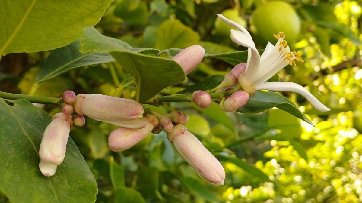 Las dana y las altas temperaturas anticipan cinco meses la floración ...