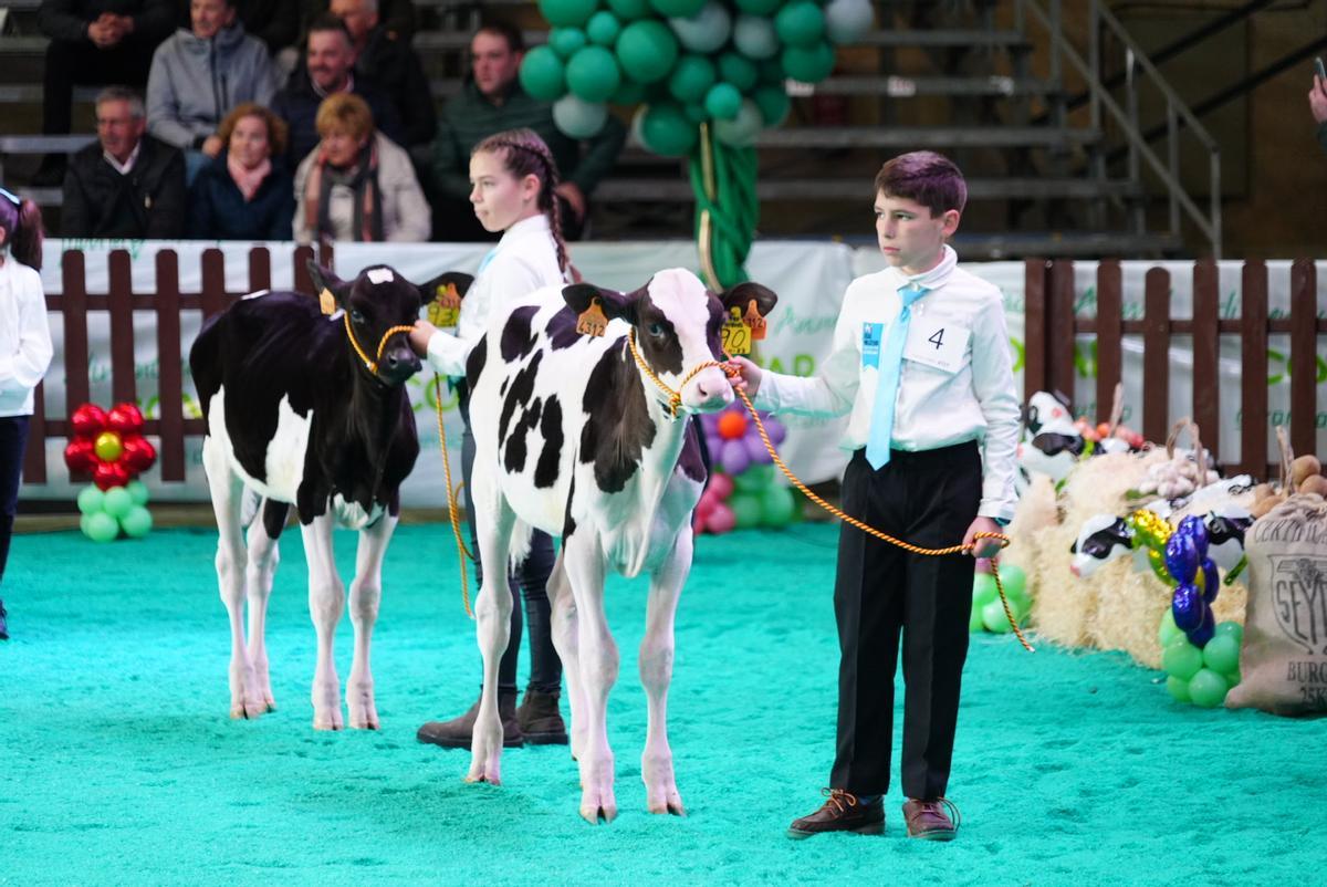 El Concurso Morfológico 'Usías Holstein' de terneras y novillas de Dos ...