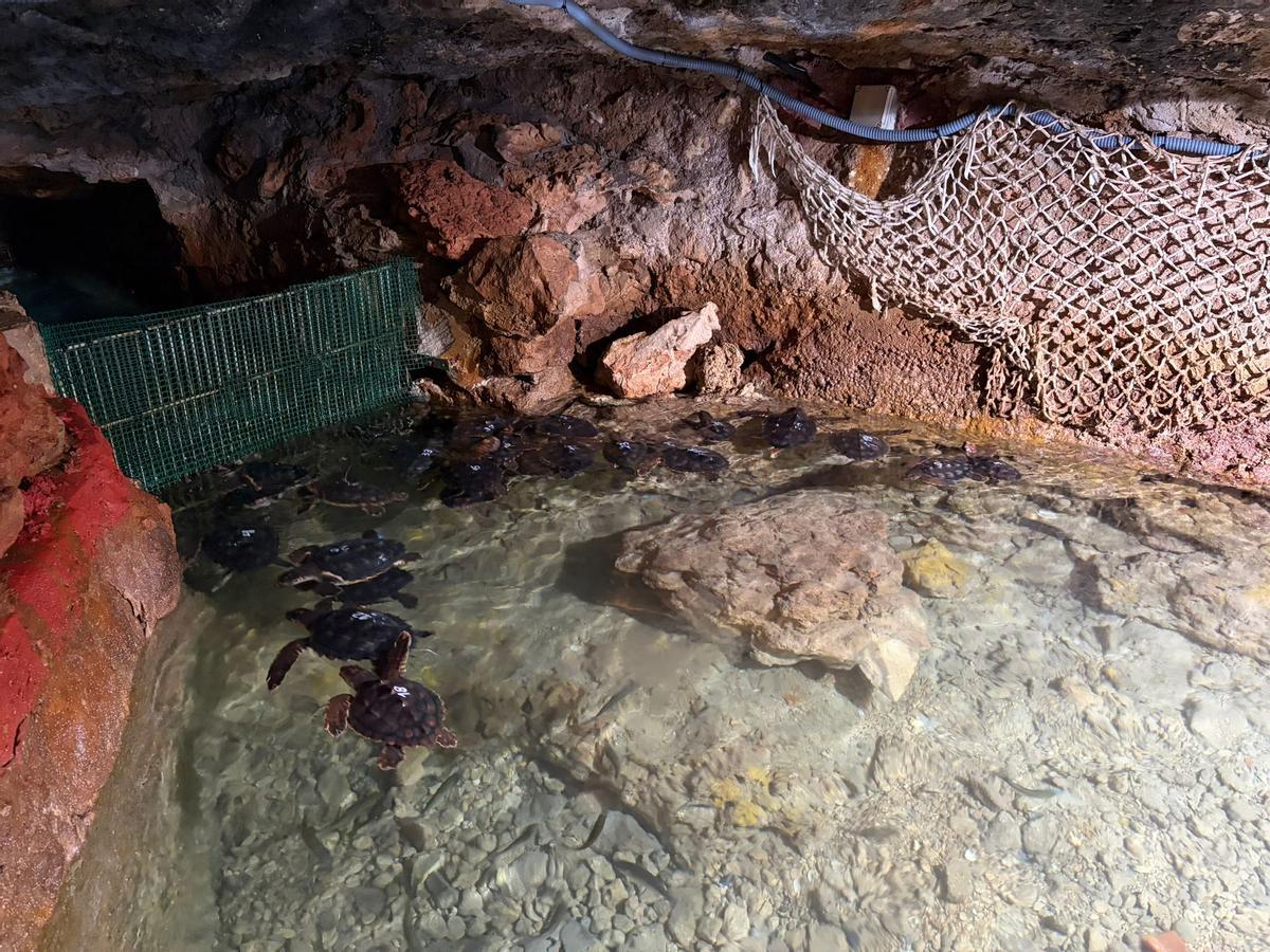 SEA TURTLES IBIZA: Very special guests at the Cap Blanc Aquarium in ...