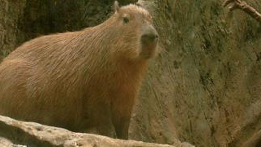 La cria de capibara del CosmoCaixa busca nom