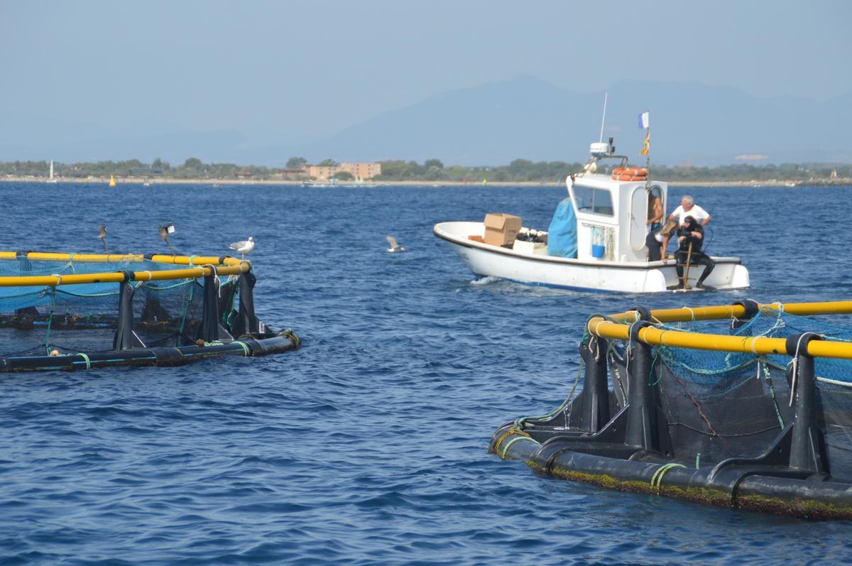 Roses i el Delta de l’Ebre sumen esforços per preservar els musclos al ...