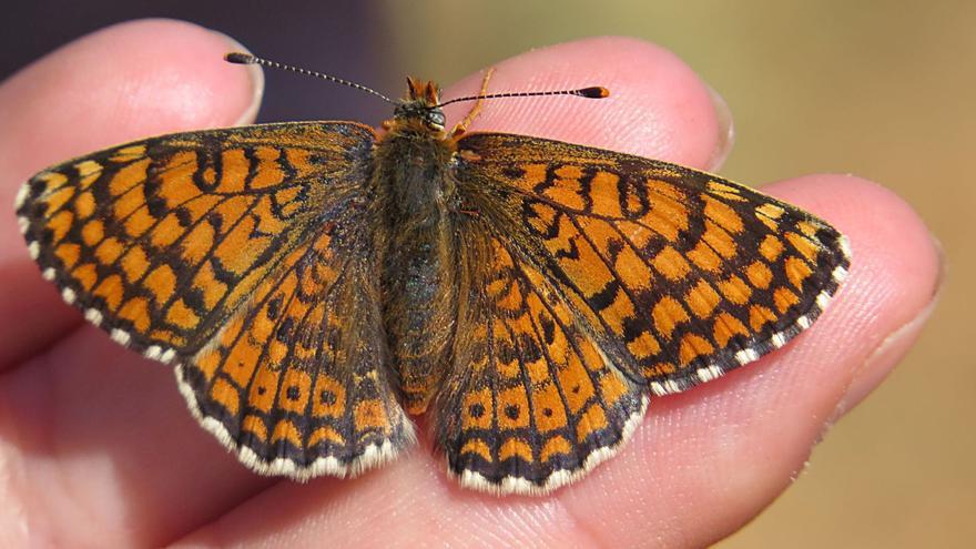 La doncella punteada o del llantén, de los Arribes a las cumbres de ...
