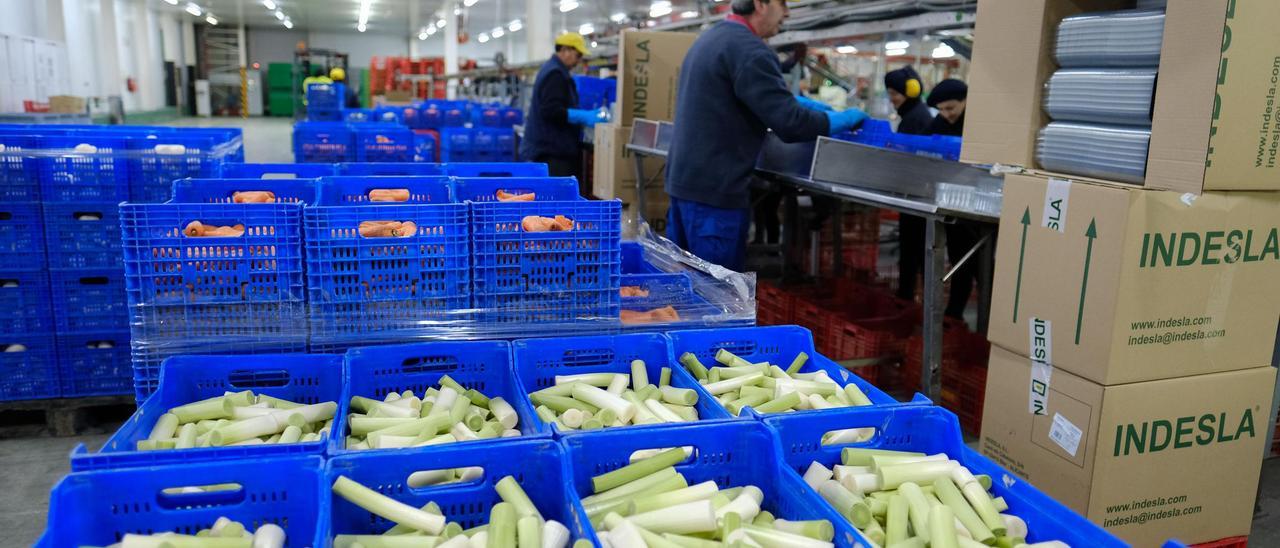 Agrícola Villena presenta un ERTE que afecta a toda su plantilla