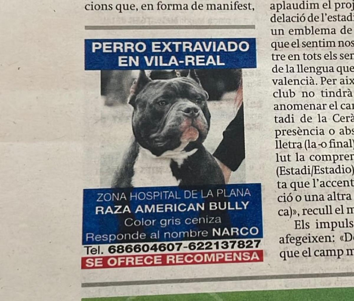 PERRO ROBADO CASTELLÓN | Aparece maltratado un American Bully robado en ...