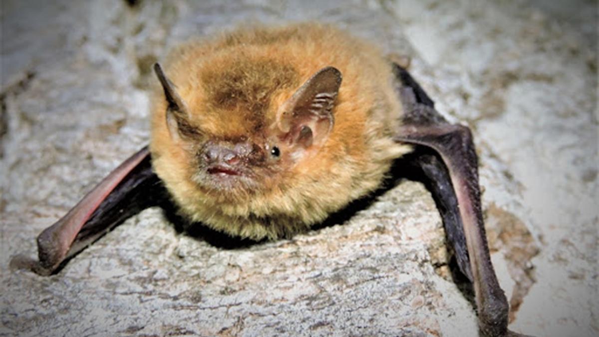 MURCIÉLAGOS CASTELLÓN | Hasta 20 especies de murciélagos sobrevuelan ...