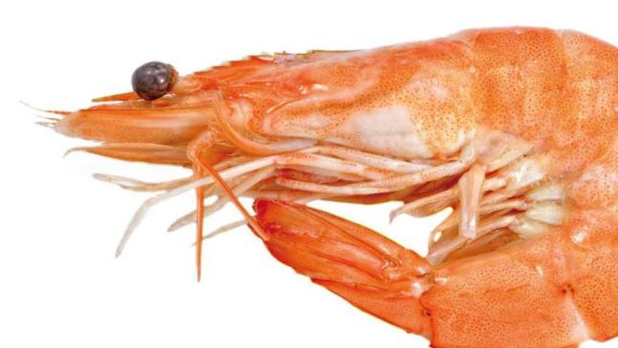 Marisco para abrir boca