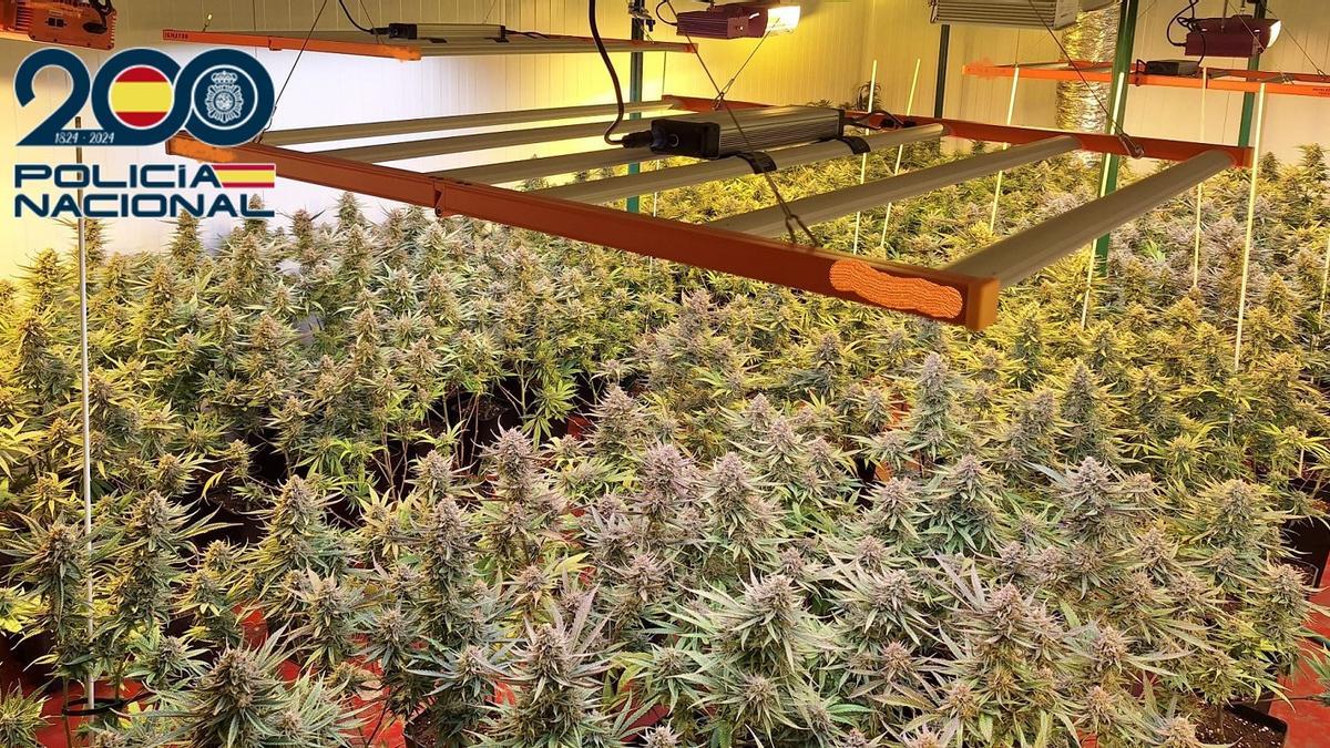 SUCESOS ANDALUCÍA | Desarticulada una red criminal dedicada al cultivo de marihuana en chalets ...