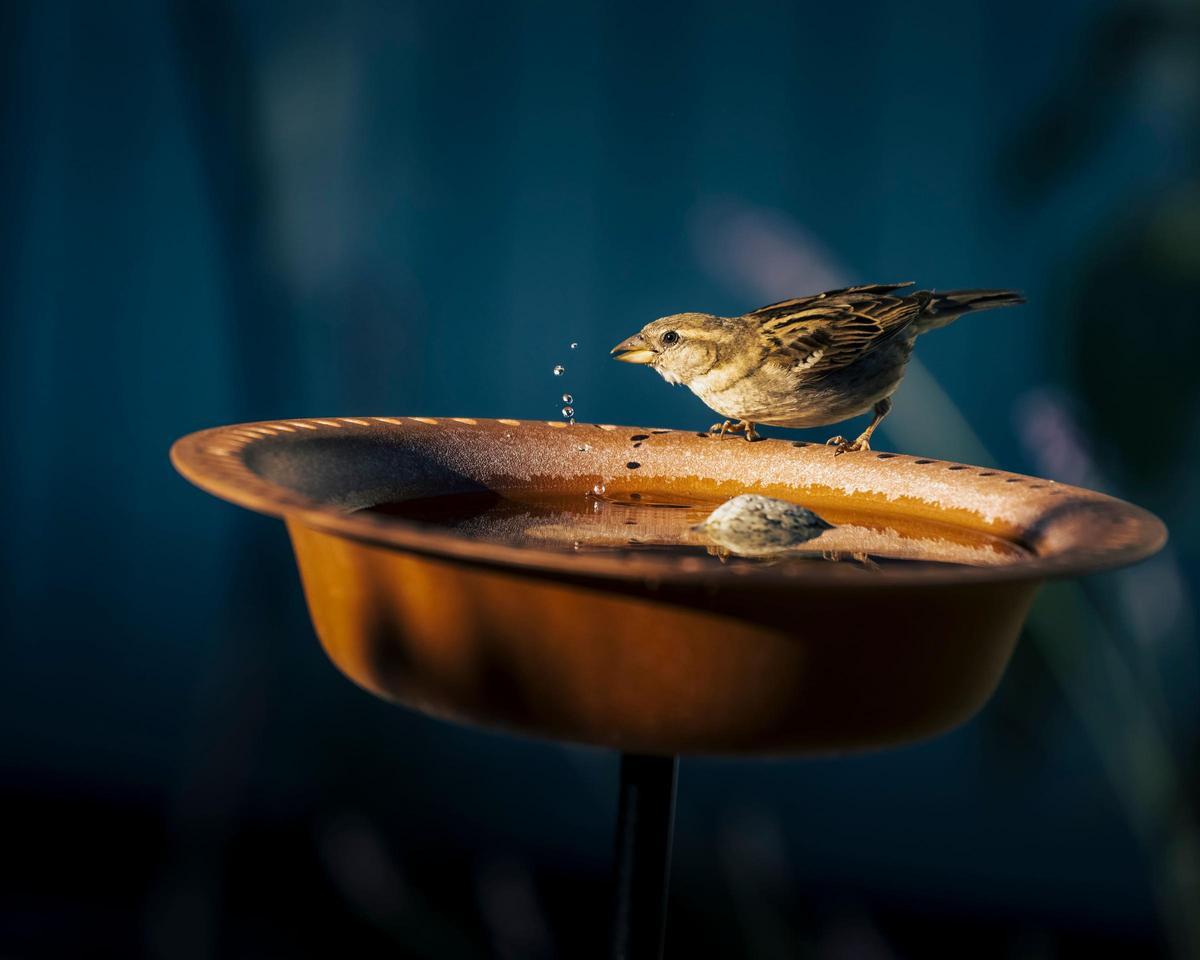 Los jardineros coinciden: "Colocar un cuenco de agua en la terraza ...