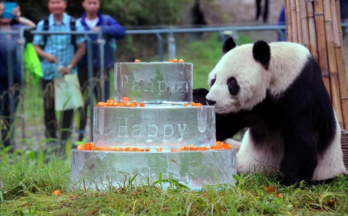 Muere Pan Pan, el oso panda más viejo del mundo
