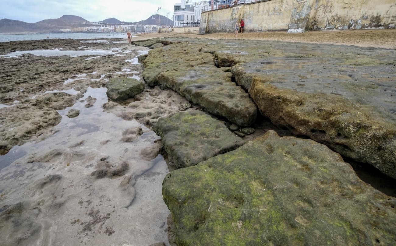 FOTOS: Las Canteras, una playa llena de biodiversidad