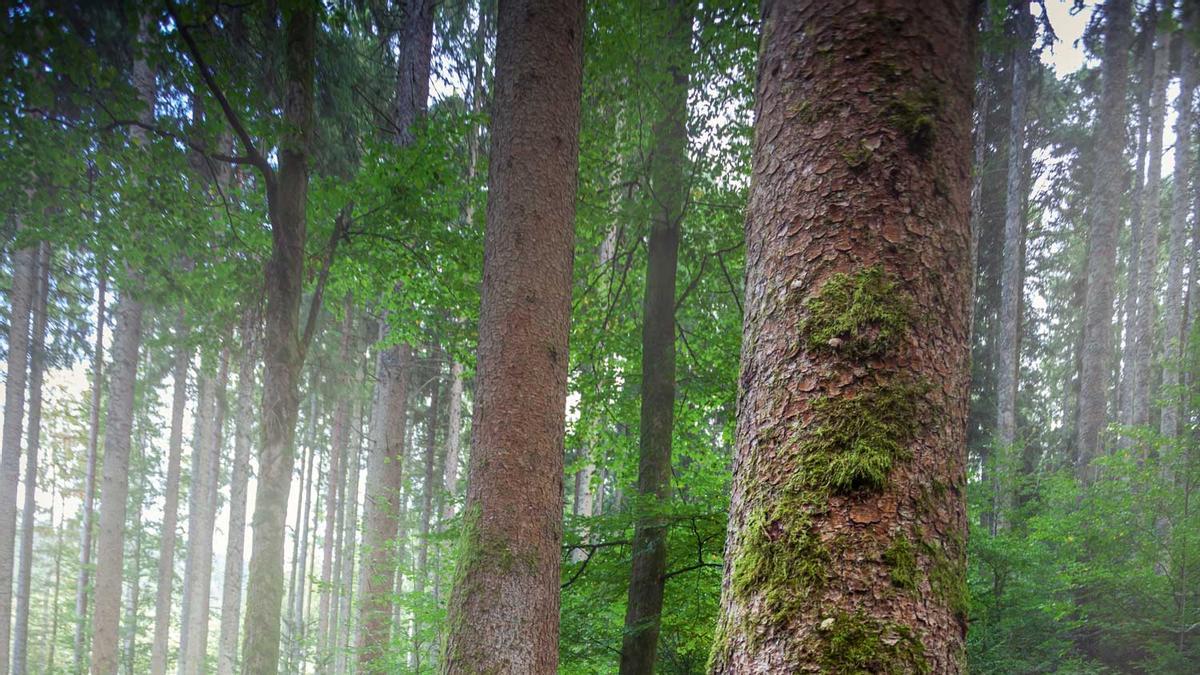 Guía de la Selva Negra - Viajar