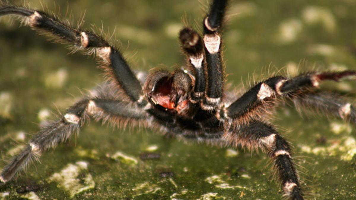 Los 10 animales más venenosos del mundo