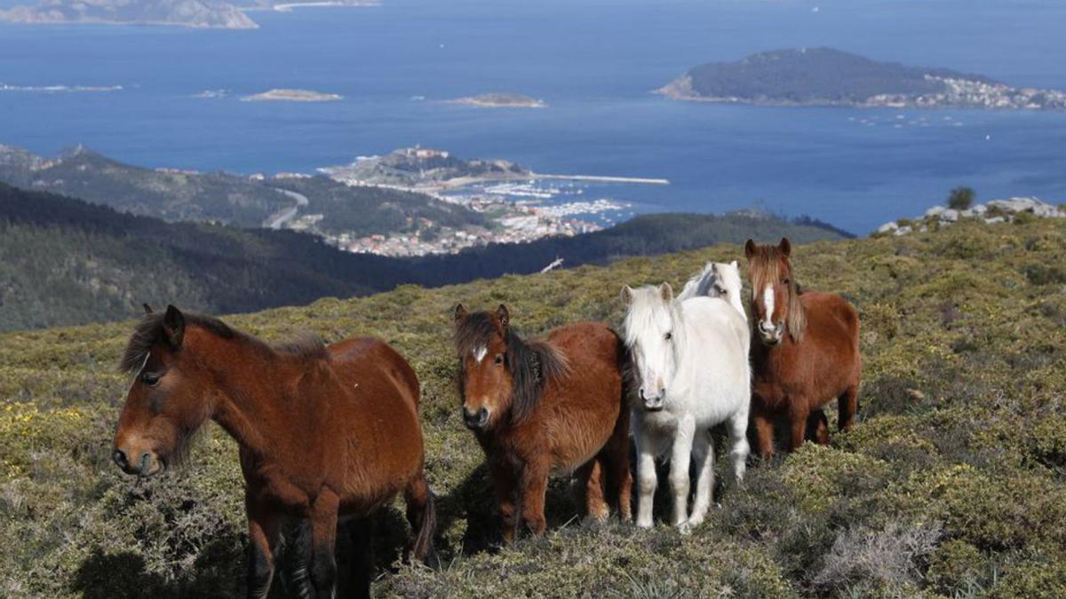 La manada de A Groba, en la tele - Faro de Vigo