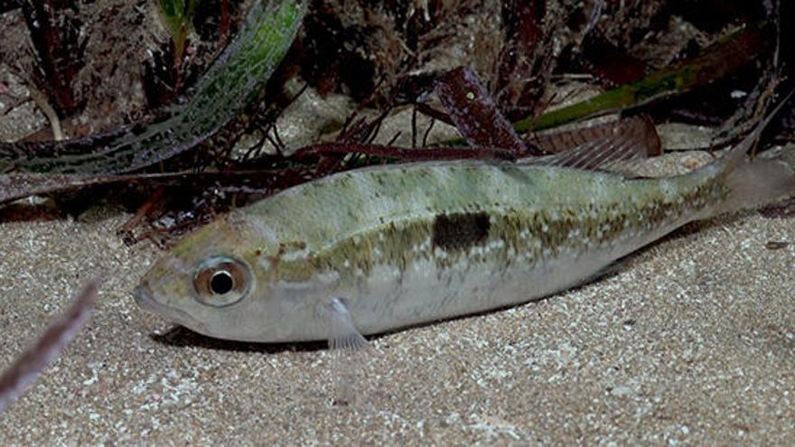 gerret | Noticias de gerret - Diario de Ibiza