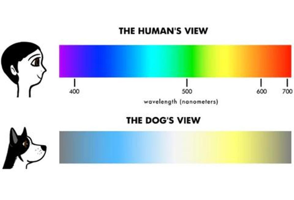 ¿Qué colores ven los perros? | Los perros solo pueden ver tres colores ...