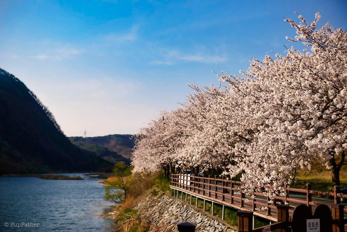 Corea del Sur: cuatro flores, cuatro colores, cuatro paisajes ...