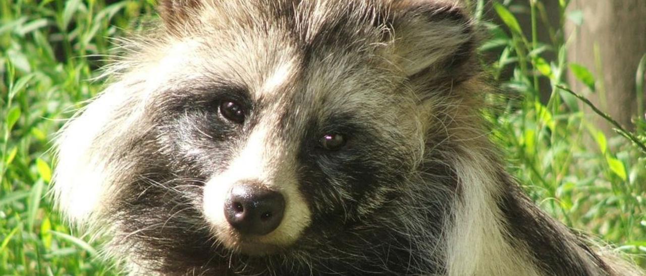 Nuevos datos apuntan al perro mapache como el origen de la pandemia de ...