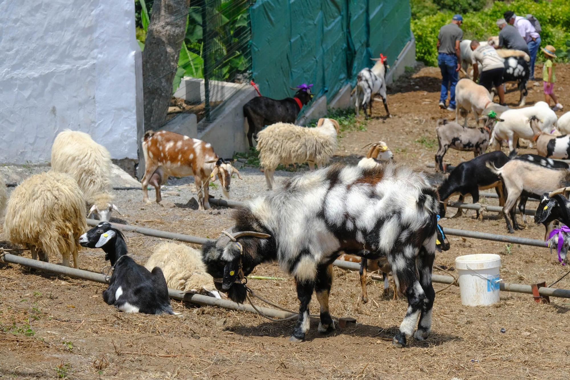 Fiestas de San Roque en Firgas