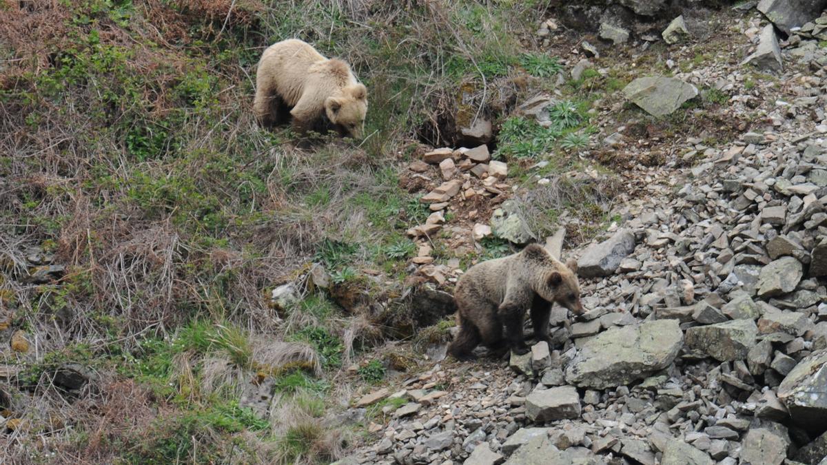 OSO MUERTO IBIAS | Investigan la muerte de un oso radiomarcado que cayó ...