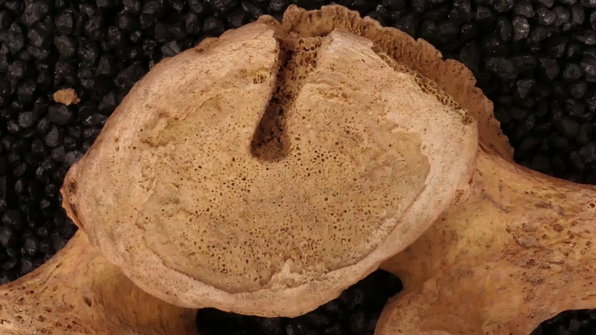 Historia de Aragón: Ramiro I murió de una lanzada en el abdomen