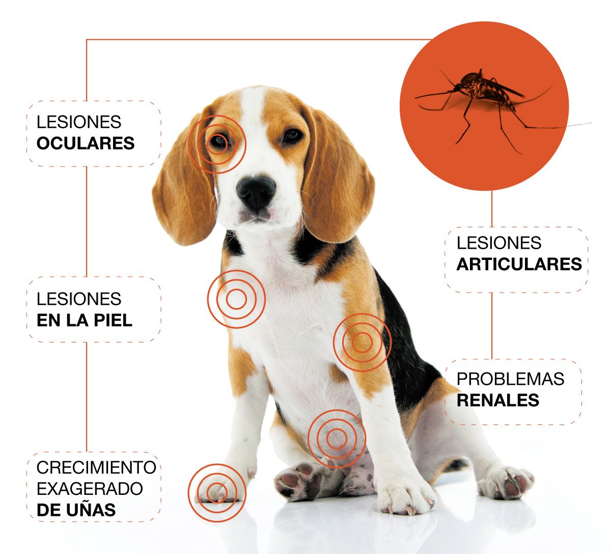 Las mascotas, en peligro por la voraz horda de mosquitos: cómo ...
