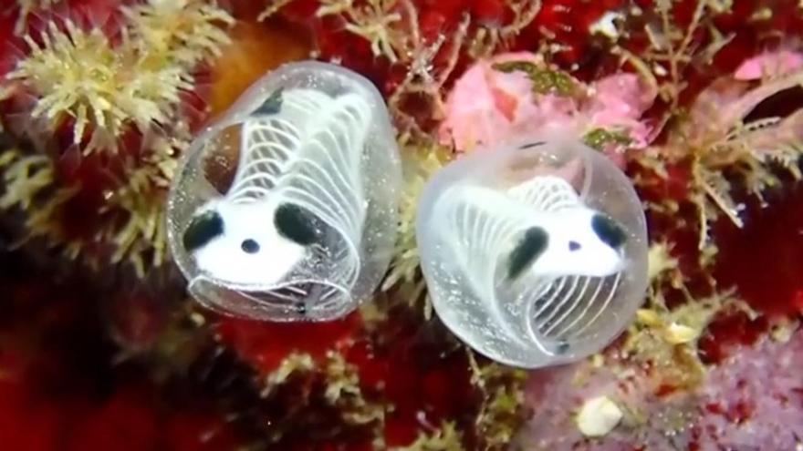 Los esqueletos panda marinos: ¿Bonitos o espeluznantes?