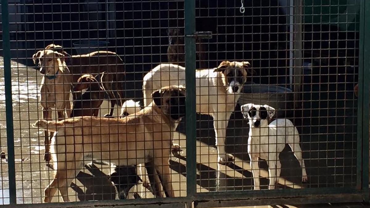 Cuánto Cuesta Una Perrera Por Noche