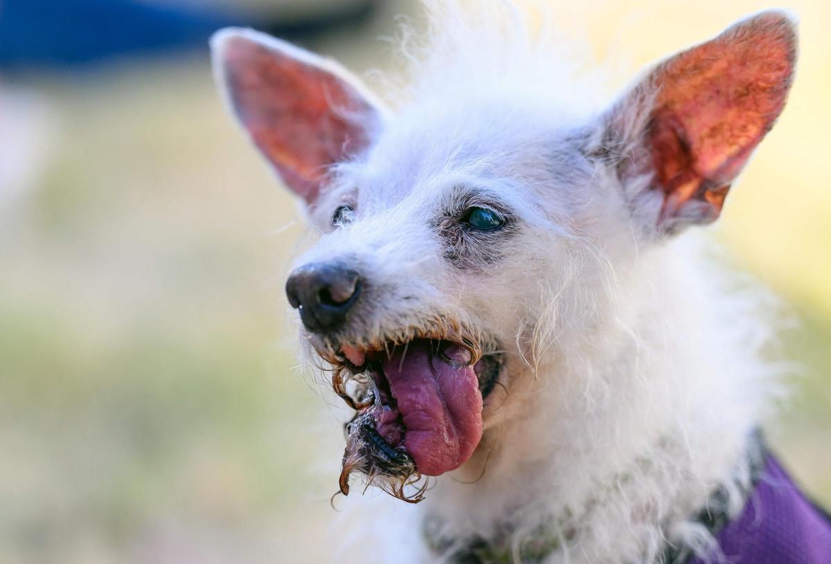 Estos son los perros más feos del mundo