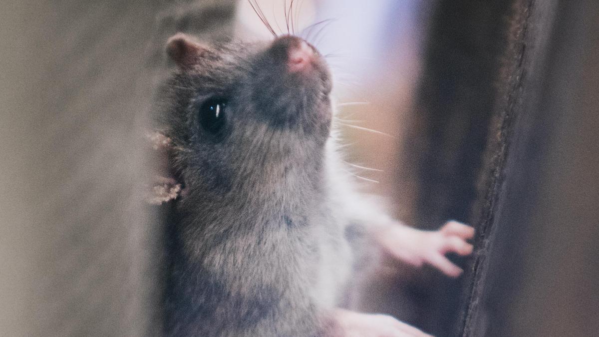 Vídeo viral: un hombre encuentra una rata en el pan de molde