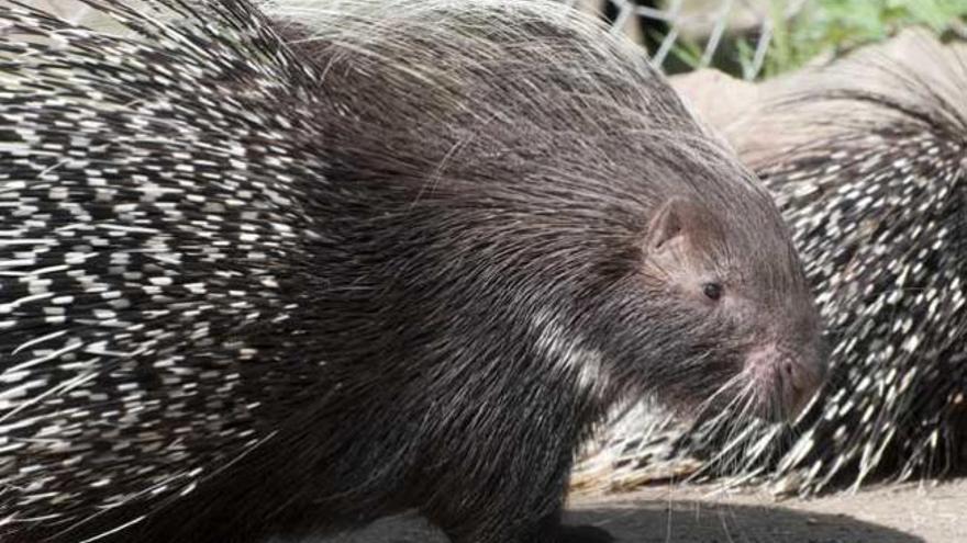 Apareamiento de animales | Los métodos de cortejo animal más curiosos