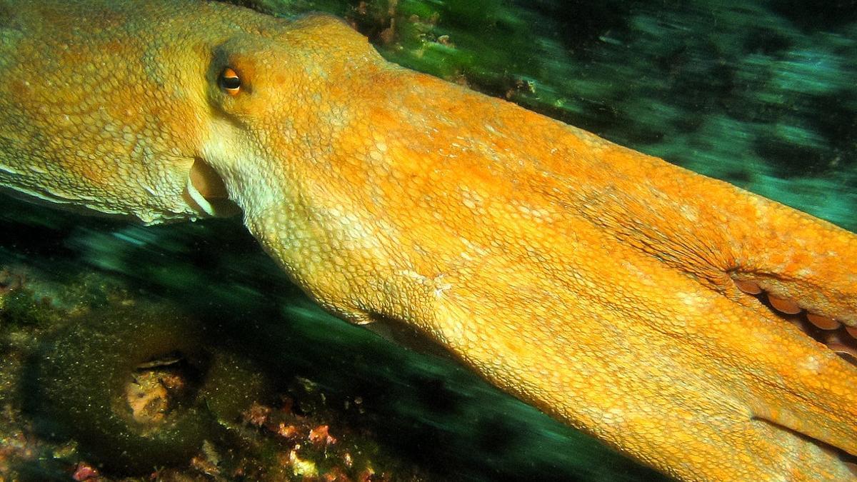 Descubren un calamar gigante cerca de la costa de Japón - Viajar