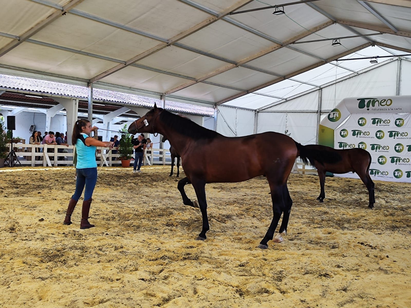 Tineo, capital ecuestre: así está siendo el concurso morfológico de ...