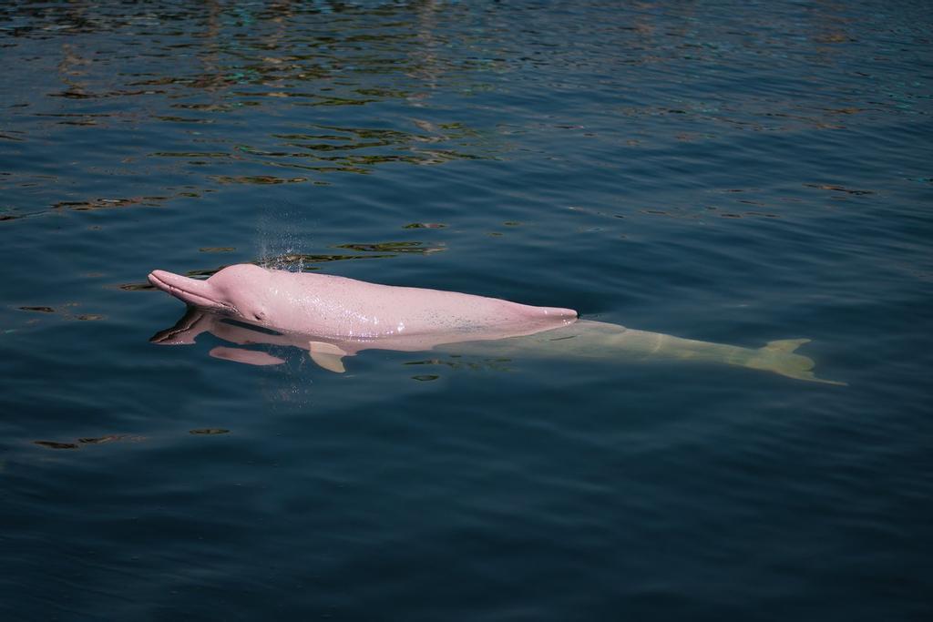 Delfin rosado, perro sin pelo, gallito de las rocas y otras especies ...