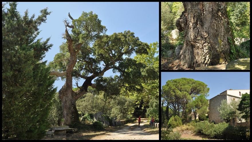 El alcornoque del exilio del Mas Perxés