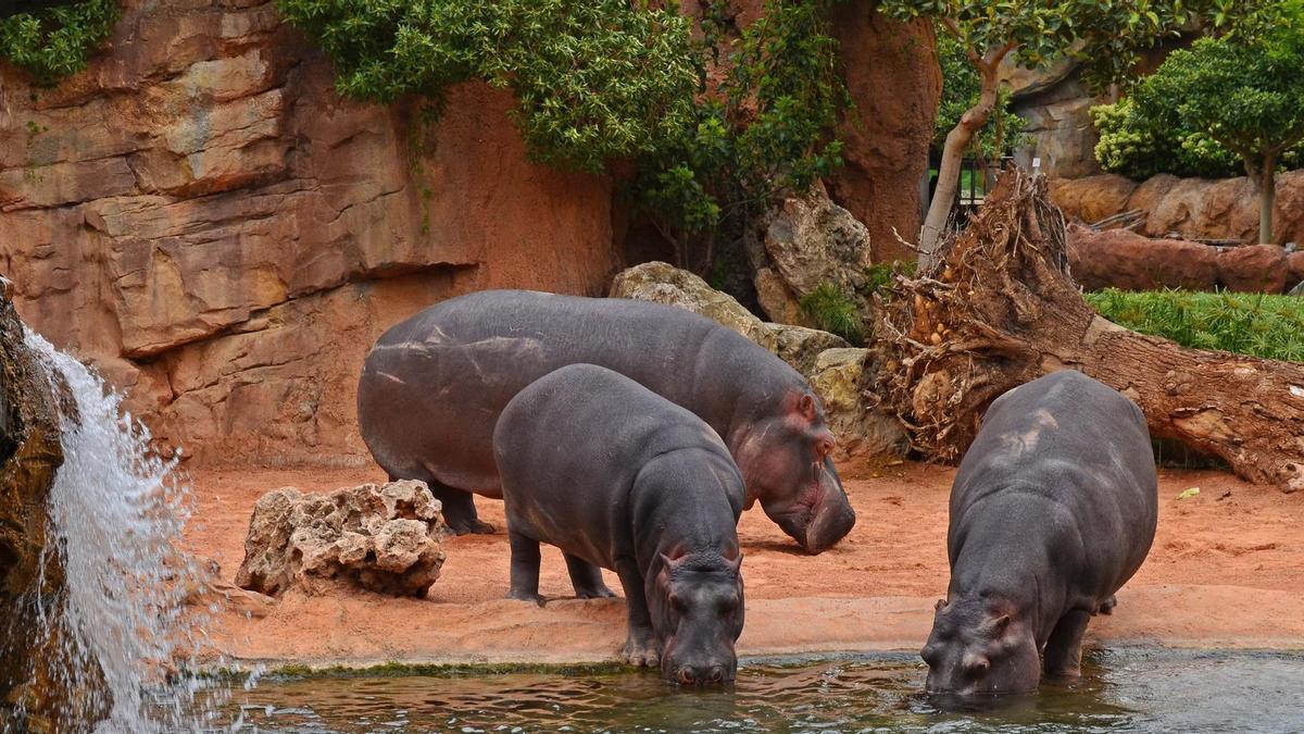 Muere Raff, el emblemático hipopótamo de Bioparc València, a los 40 años