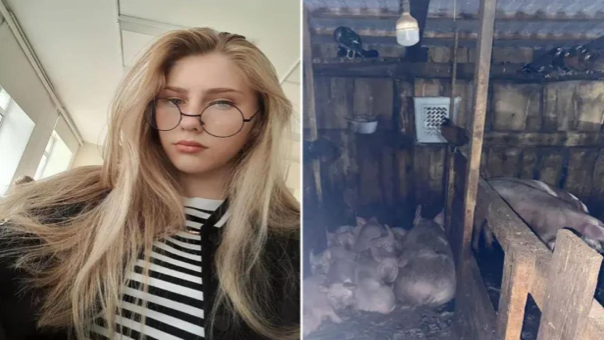 Muere una menor de 17 años al ser descuartizada por sus cerdos en Rusia