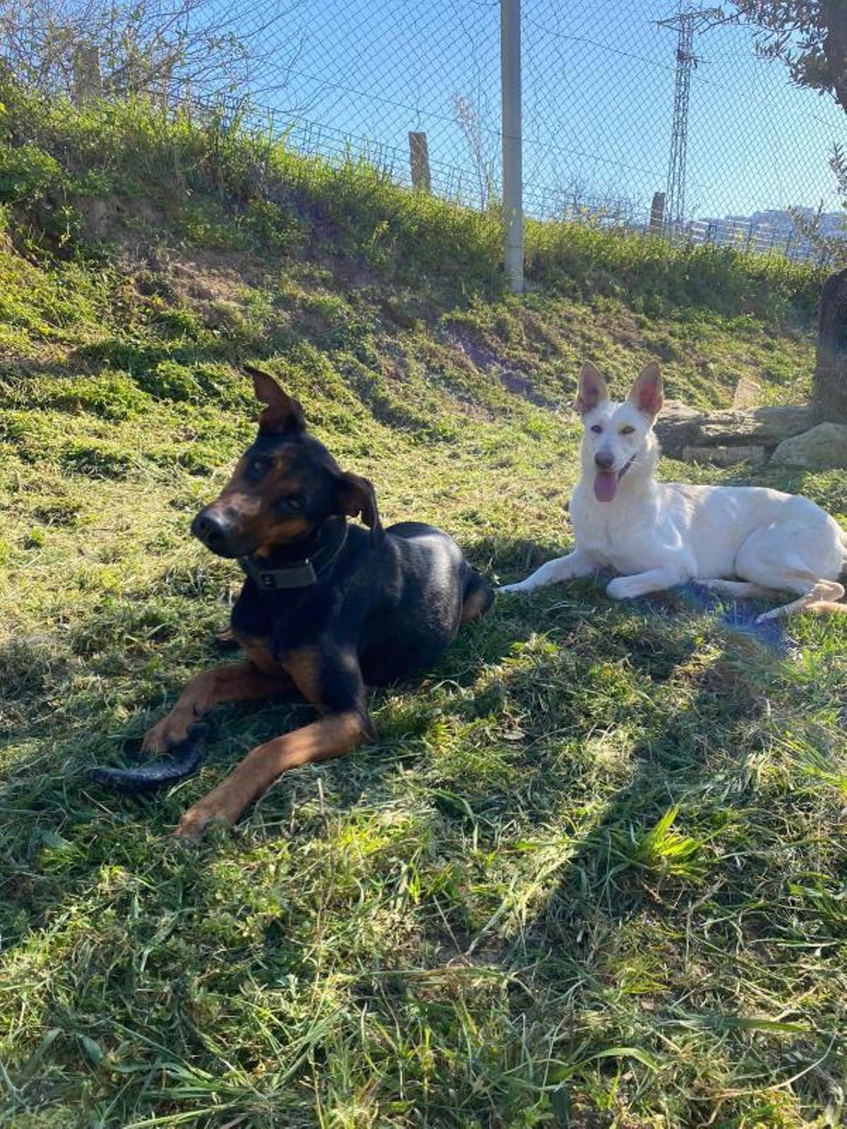 Los perros de Vigo también van a la guardería - Faro de Vigo