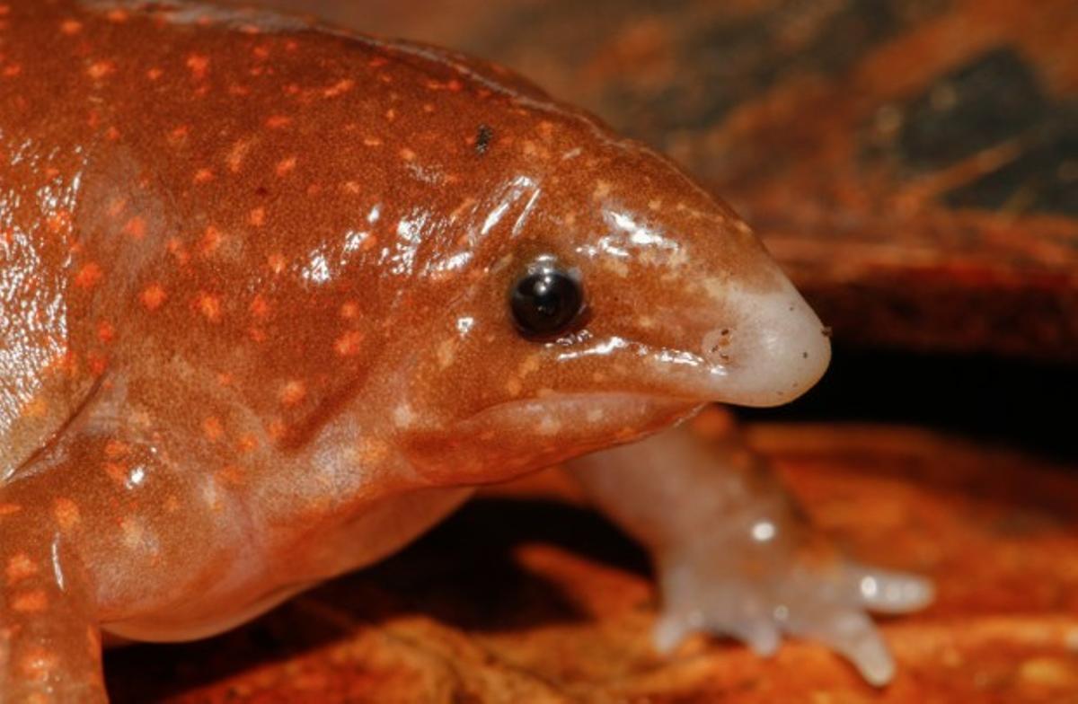 Las 9 especies más curiosas descubiertas en 2021