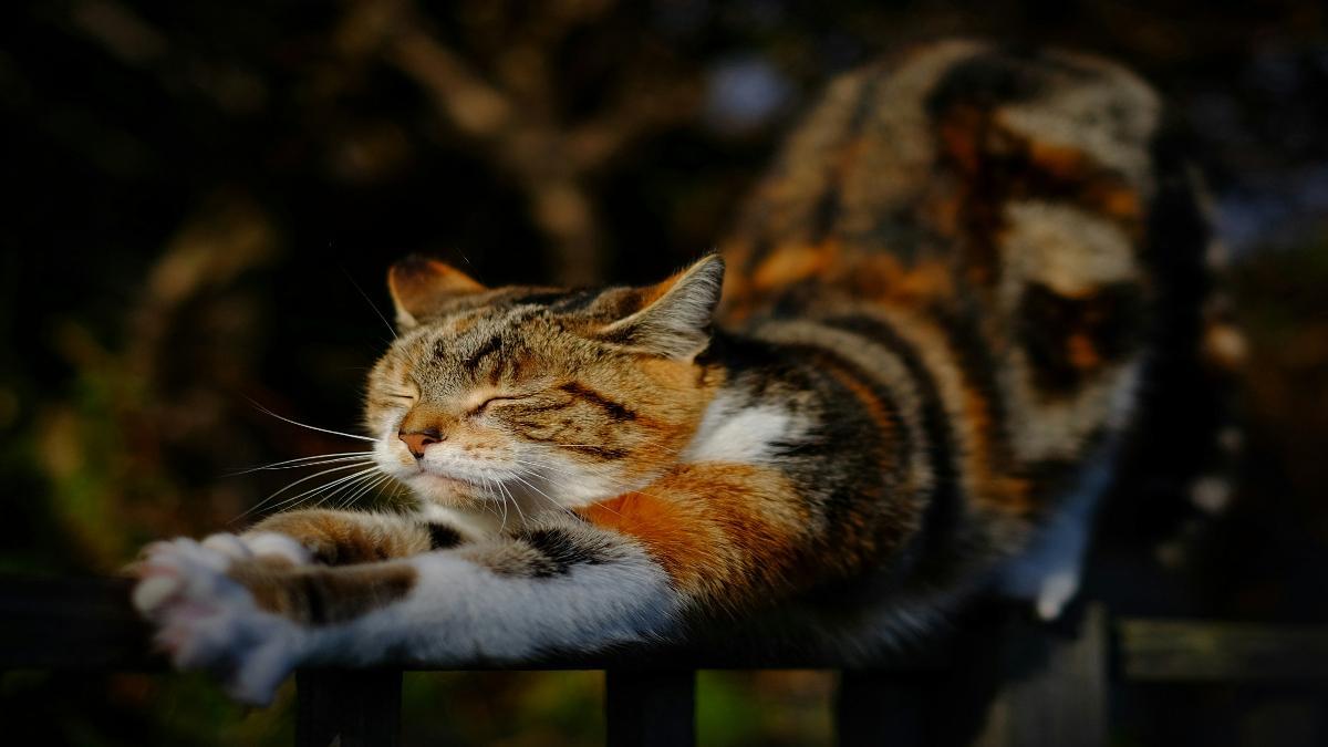 ¿Por qué los gatos se estiran tanto? Esta es la razón del ...