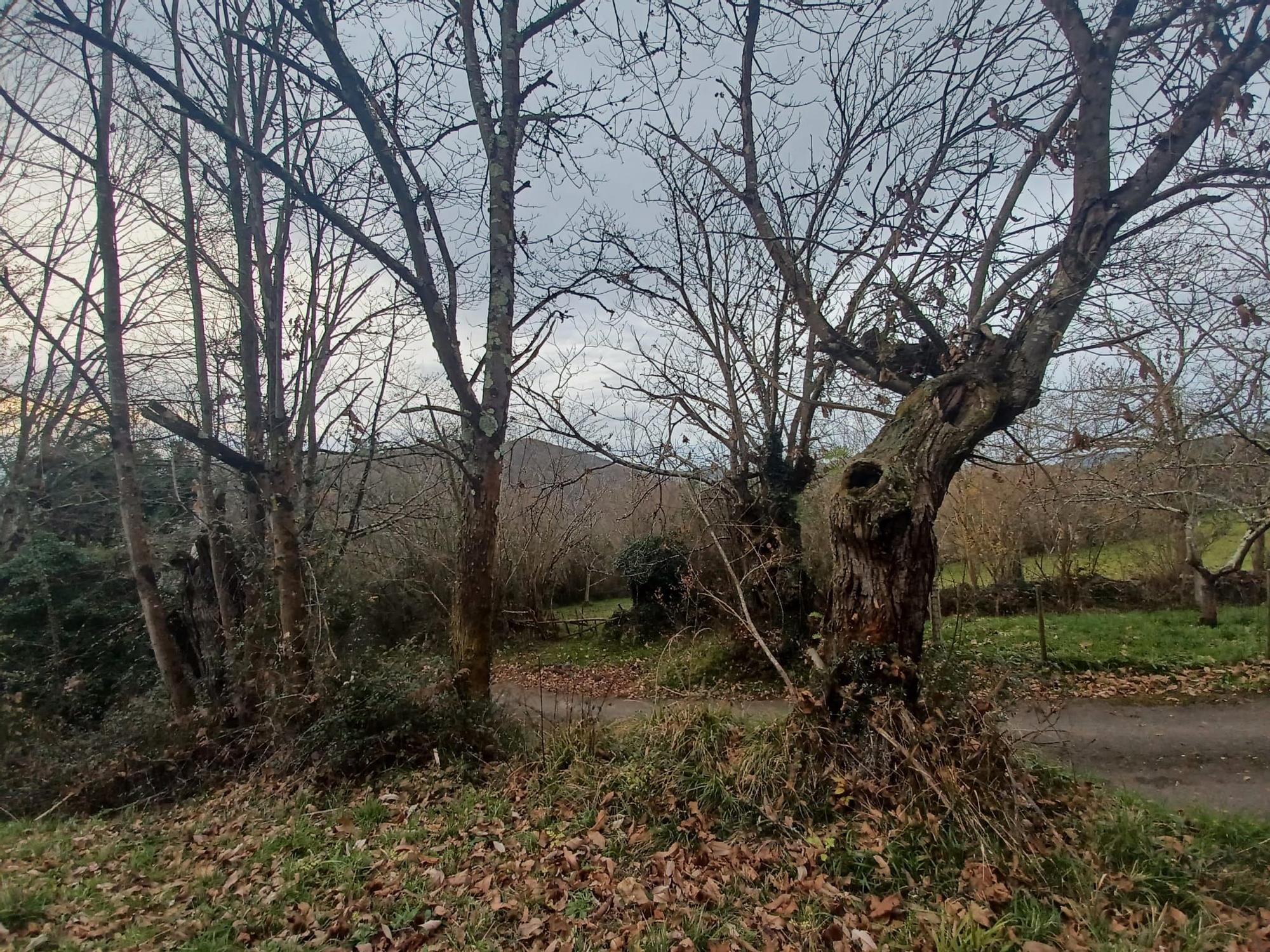 La ruta del bosque viejo de Báscones, un baño de historia y naturaleza ...
