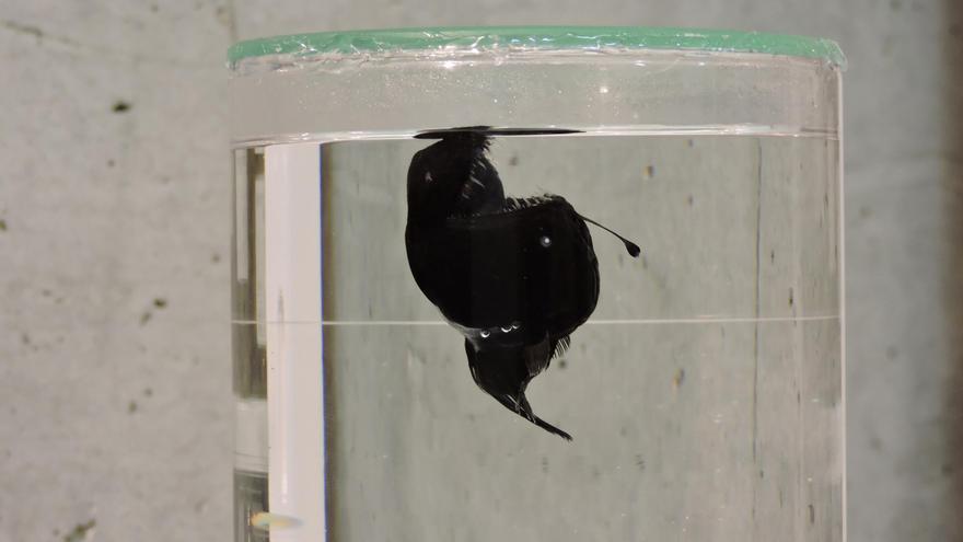 Tenerife's Coast: Unveiling the Mystery of the Floating Devil Fish