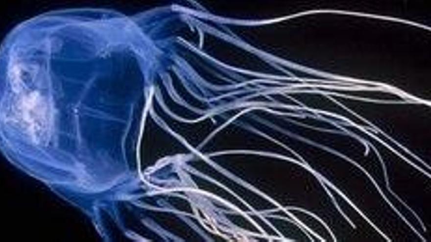 La 'cubomedusa' irrumpe en las aguas de Dénia