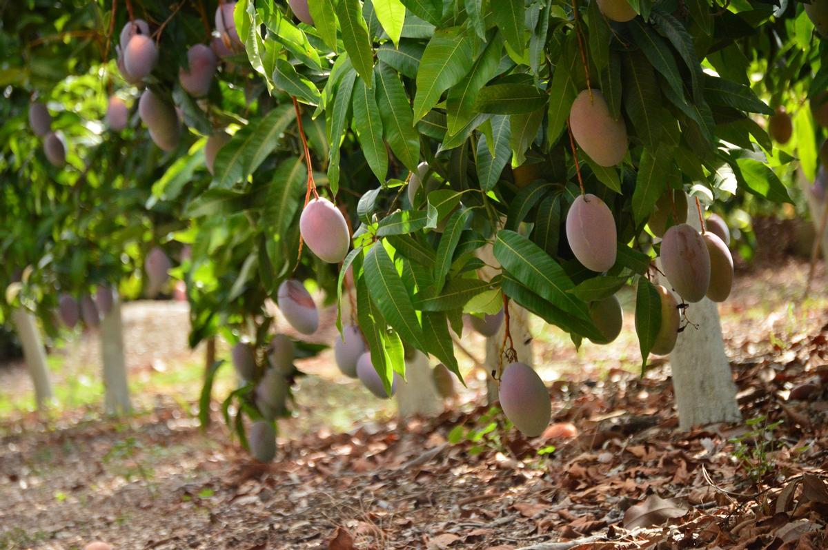 TROPS - La empresa de Málaga que comenzó con cinco agricultores y hoy ...