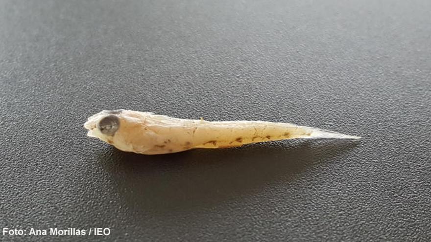 Reaparece el dragoncillo reticulado en aguas del Mediterráneo