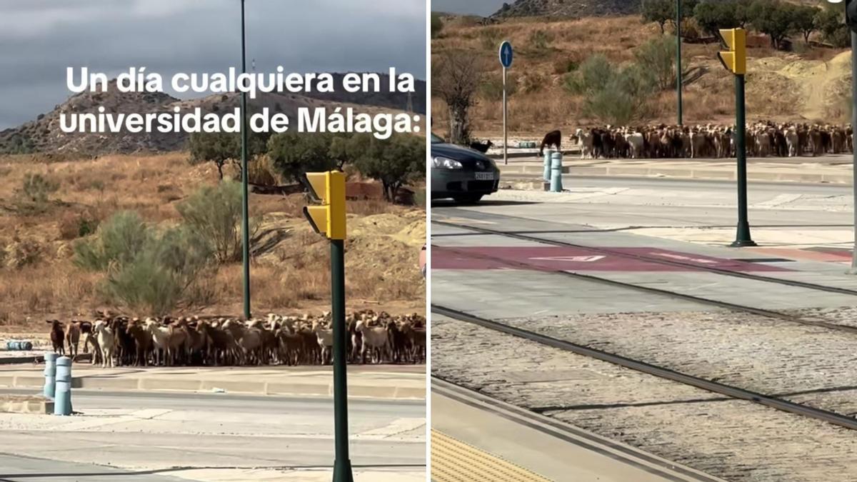 Un rebaño de cabras sorprende a estudiantes de la Universidad de Málaga ...