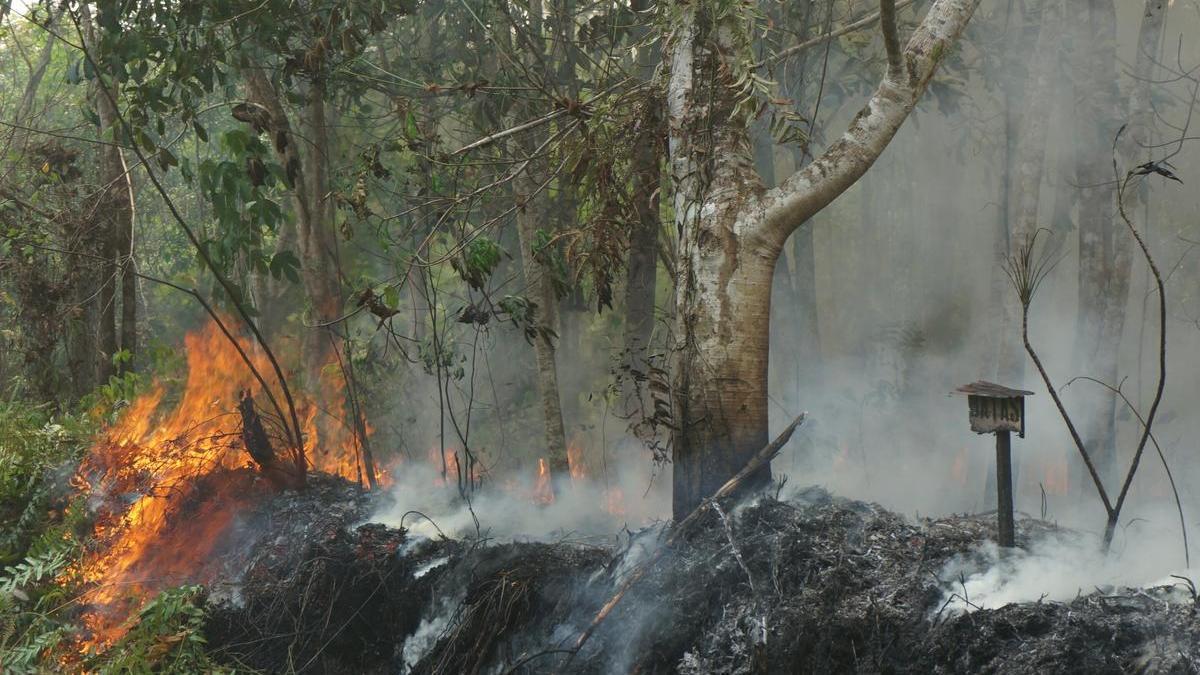 El humo de los incendios forestales asfixia al orangután de Borneo ...